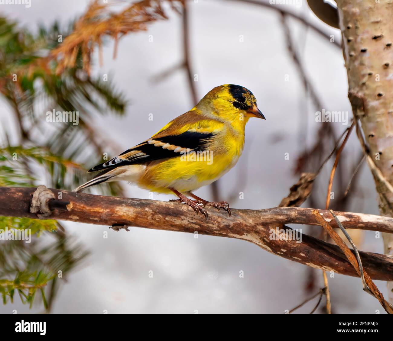 American Goldfinch close-up side view perched on a branch with forest ...