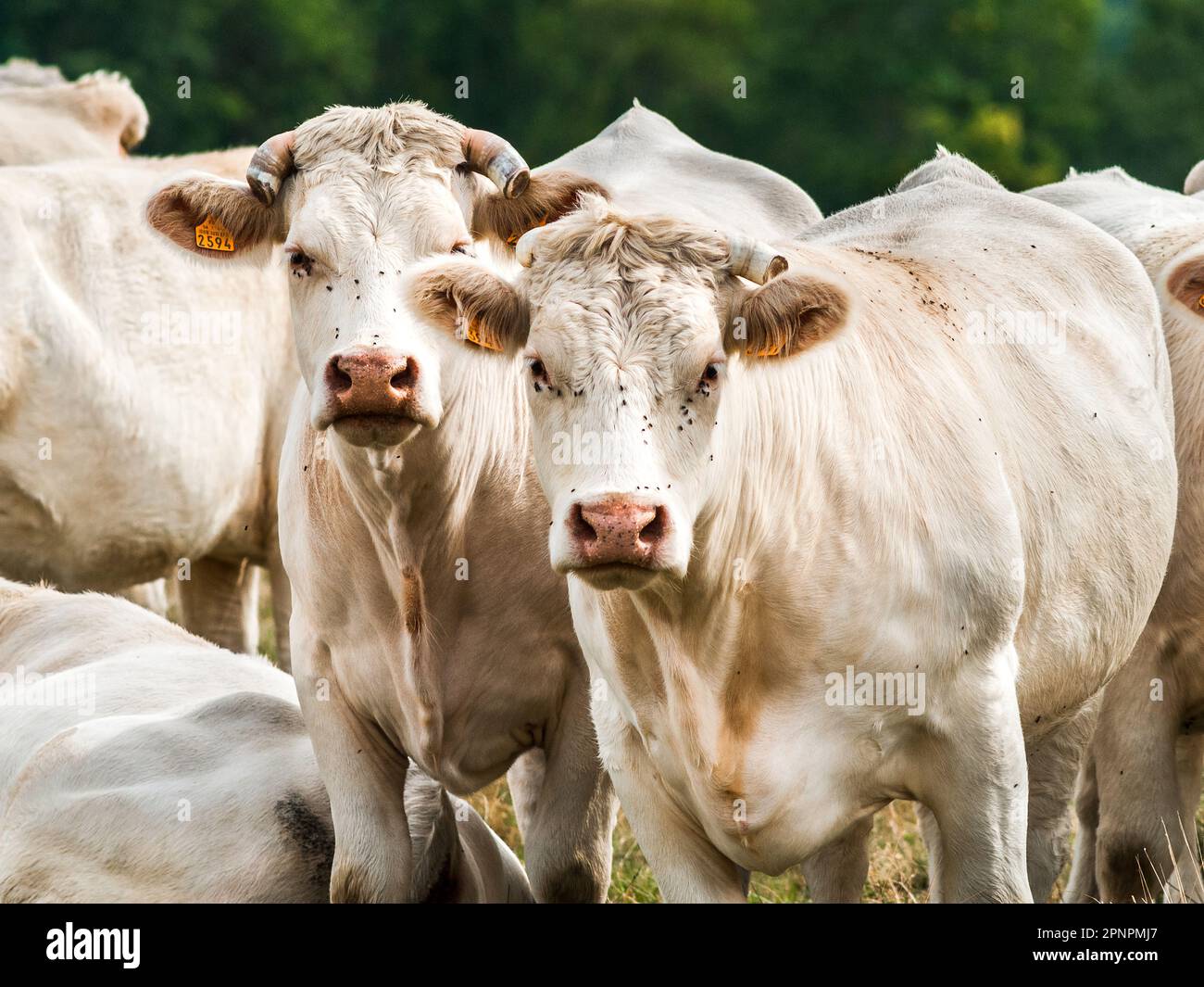 White beef cattle hi-res stock photography and images - Alamy