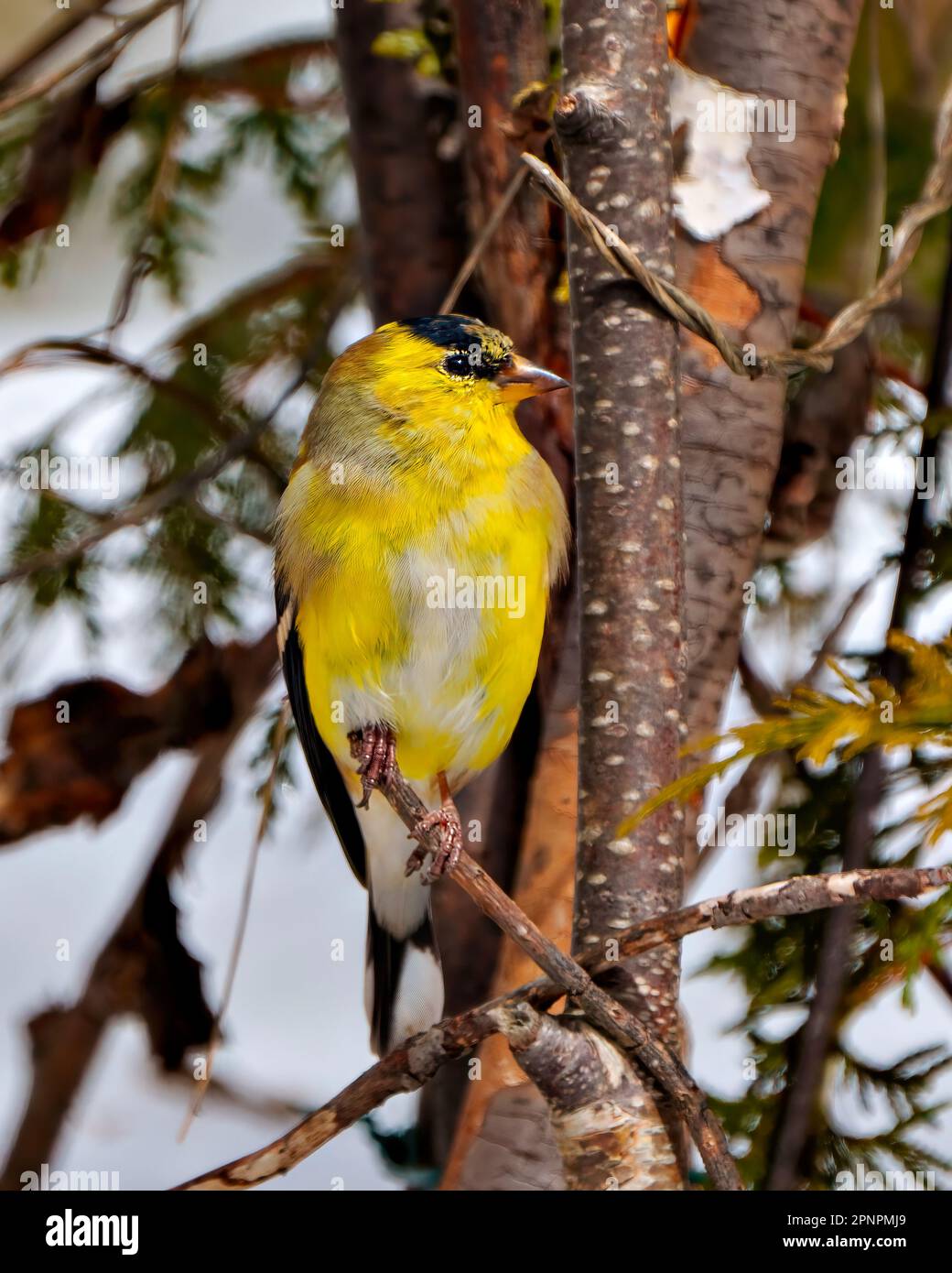 American Goldfinch close-up front view perched on a branch with forest ...