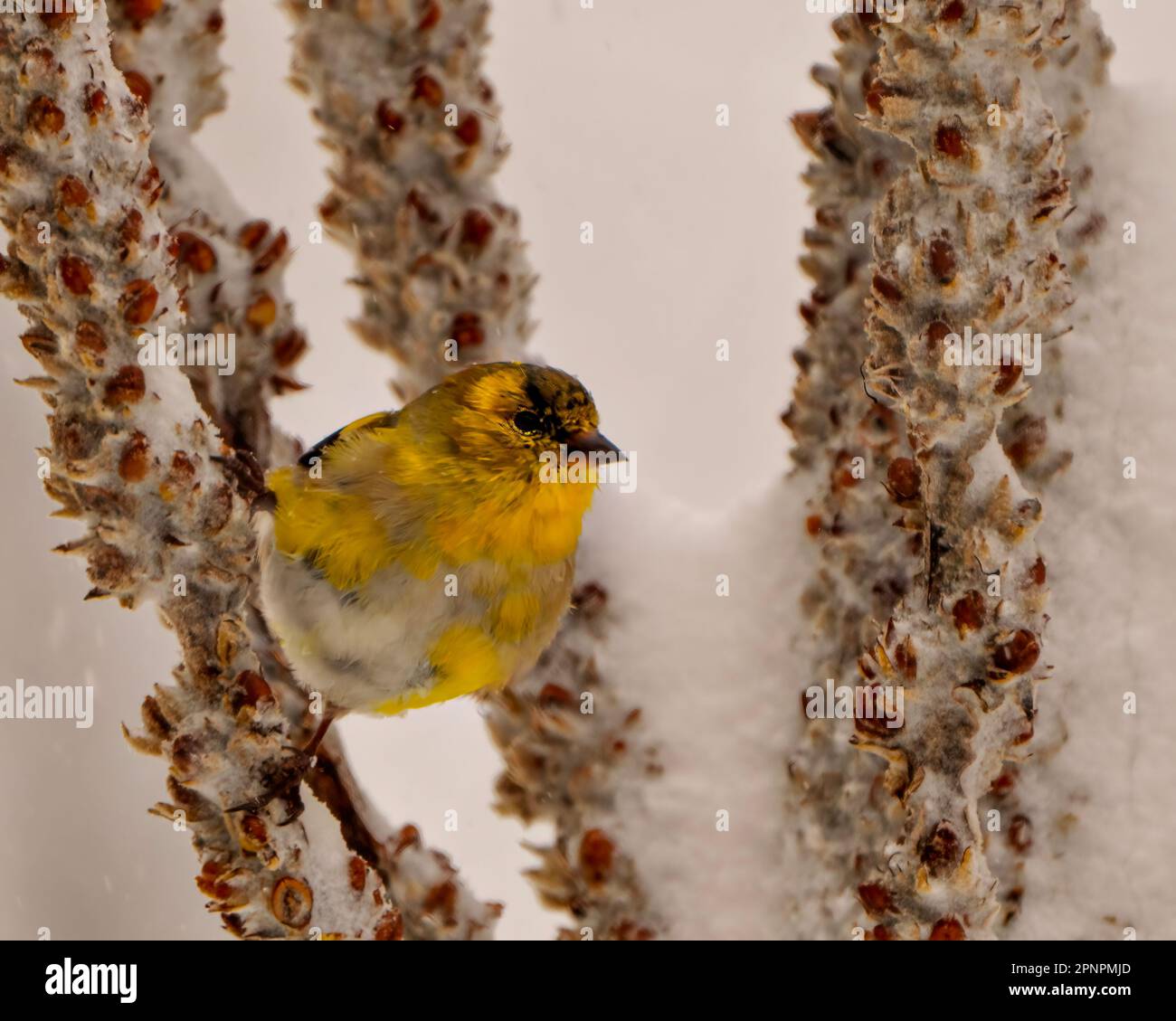 American Goldfinch perched in a winter storm and falling snow with a ...