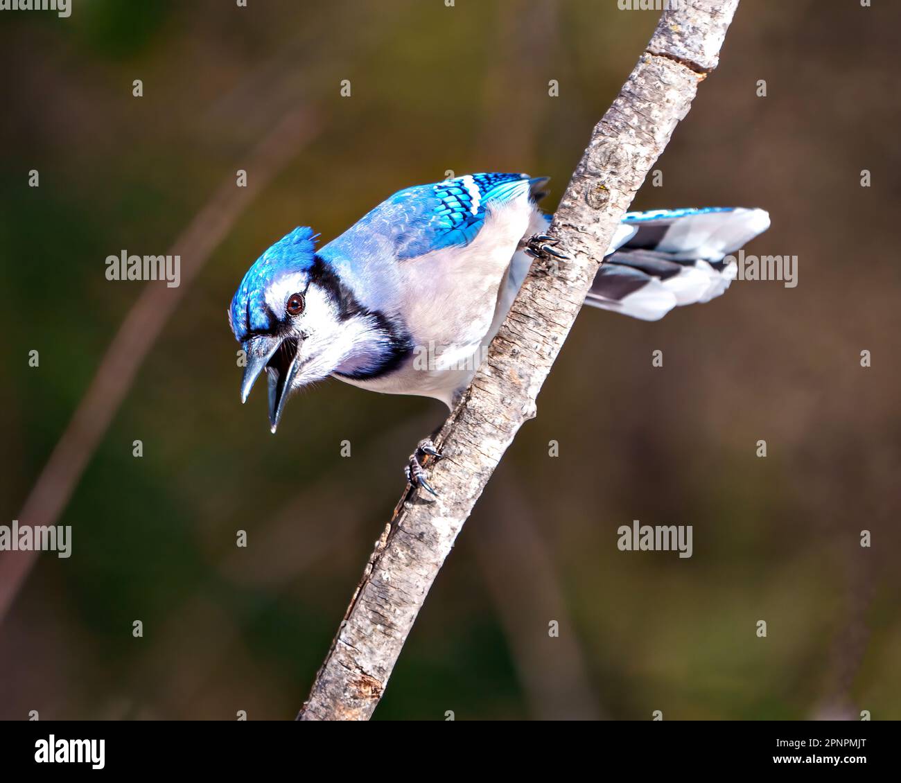 Blue Jay close-up view perched on a tree branch with a soft blur background and a open beak in ...