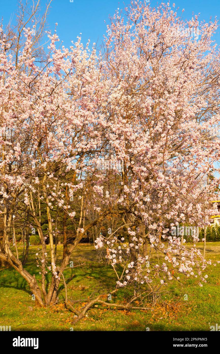 Spring trees in blossom in Seaside park in town Varna, Bulgaria Stock ...