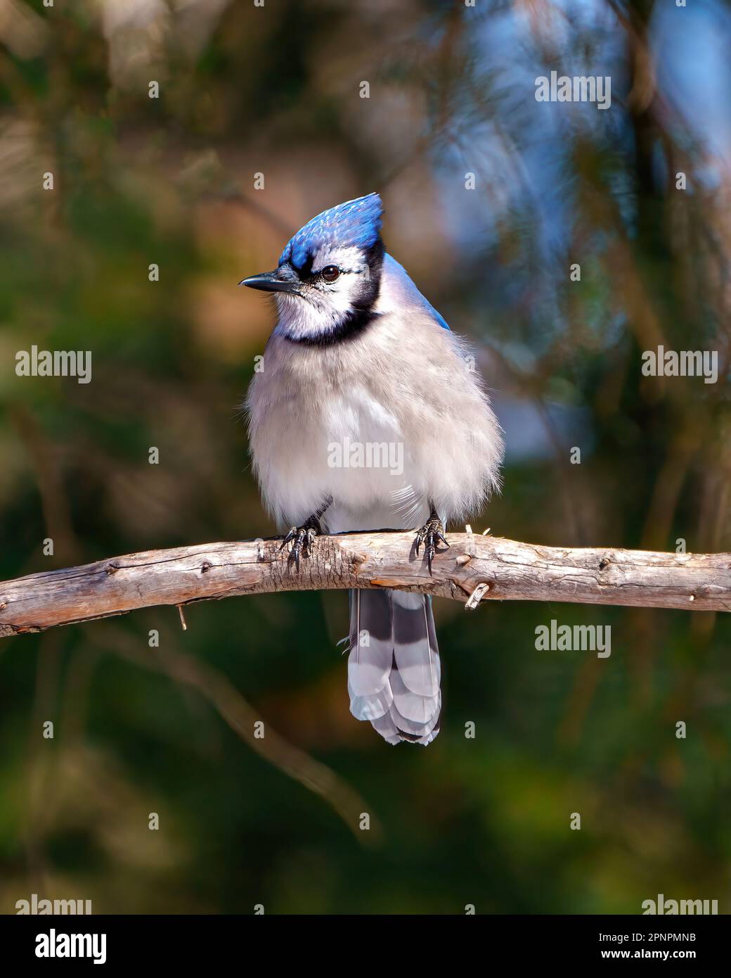 Blue Jay close-up front view perched on a tree branch with a forest blur background in its ...
