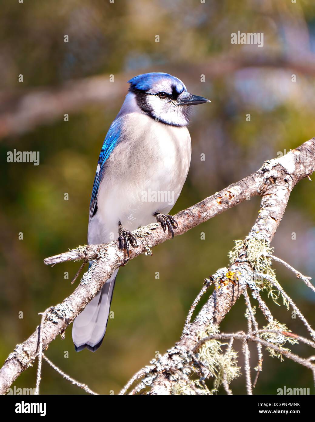 Blue Jay close-up side view perched on a tree branch with a forest blur background in its ...