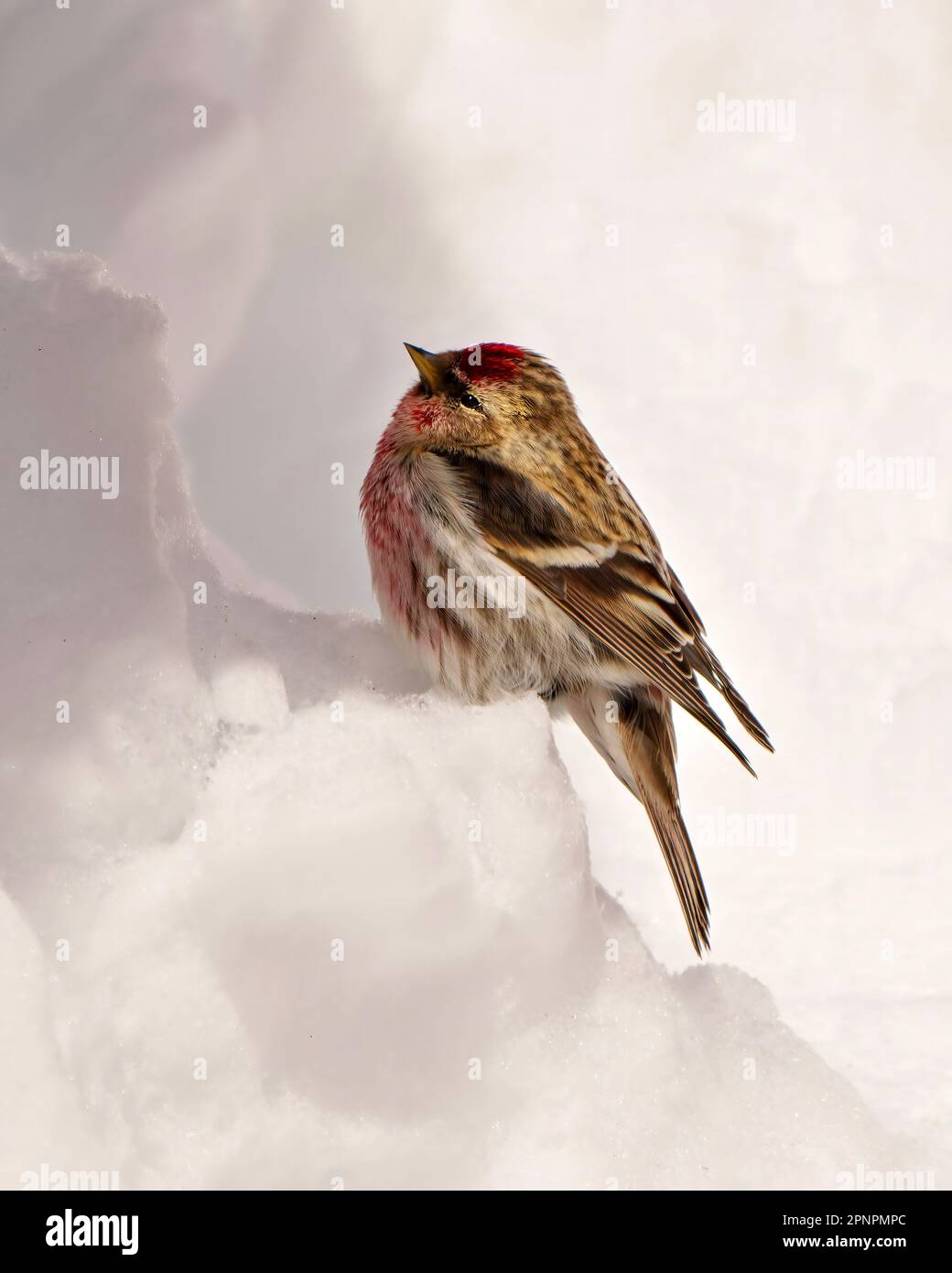 Red poll close-up profile side view in the winter season standing on ...
