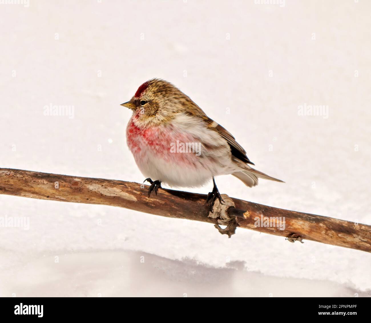 Common Red poll close-up profile front view in the winter season ...