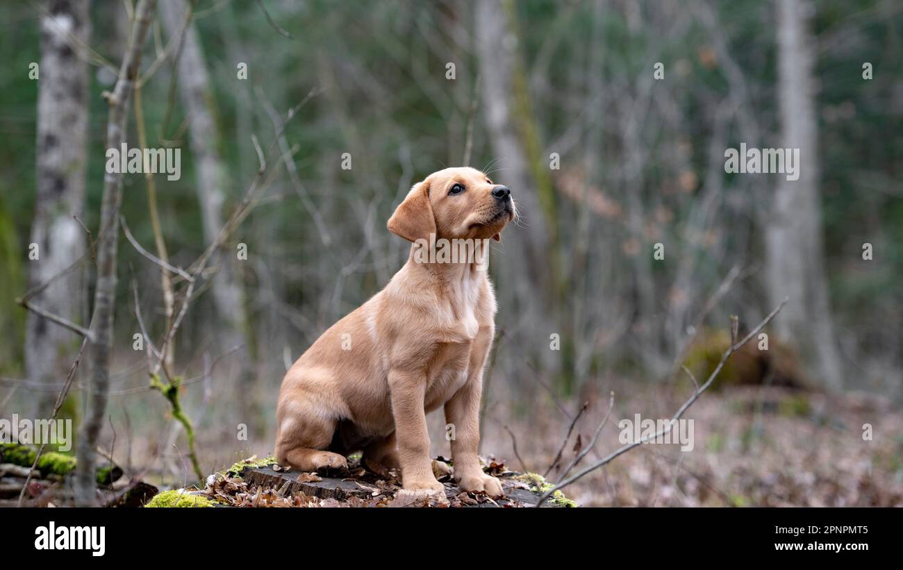 Beautiful purebred golden labrador retriever puppy sitting on a tree ...