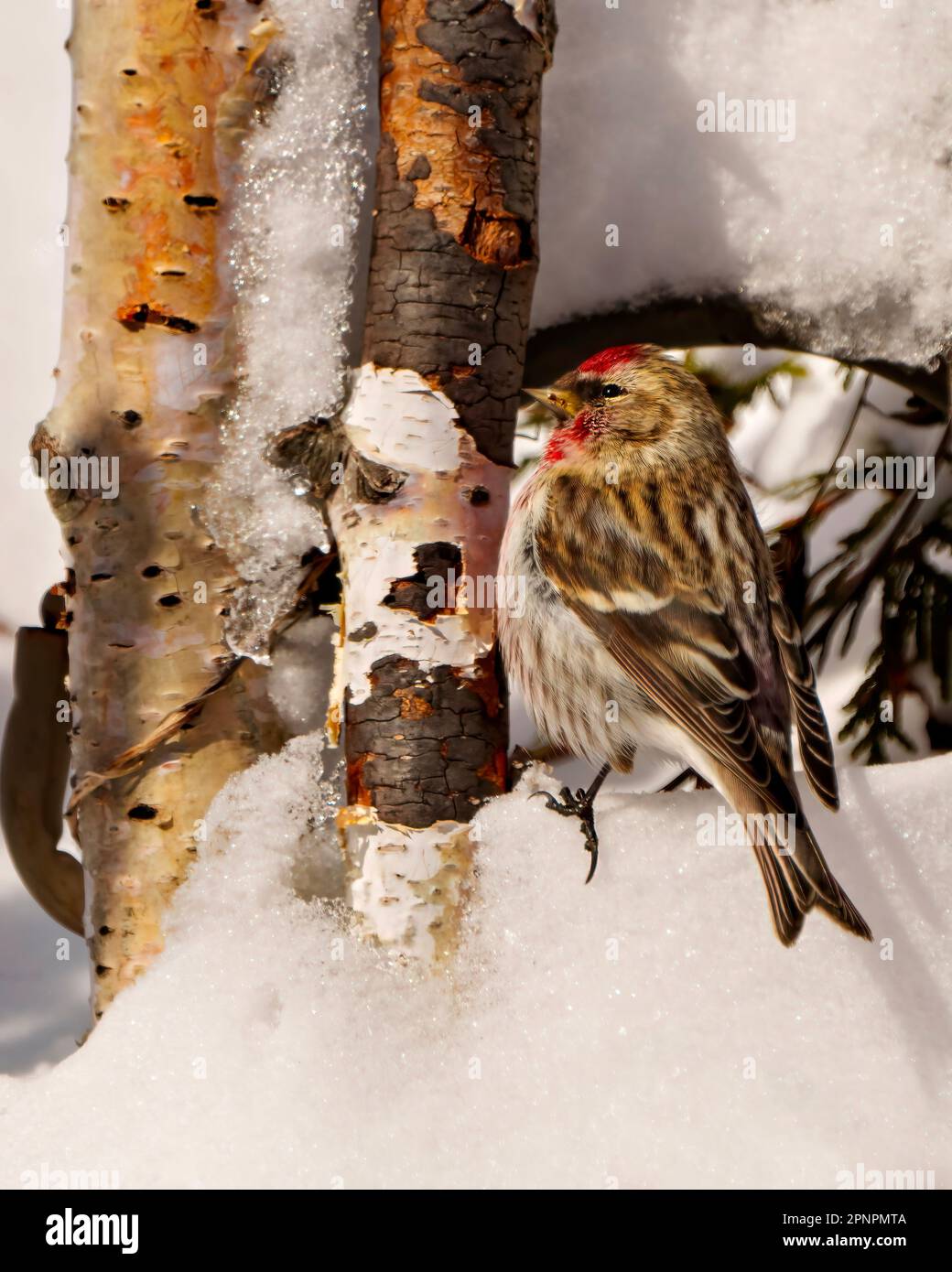 Common Red poll close-up profile view in the winter season perched by a ...