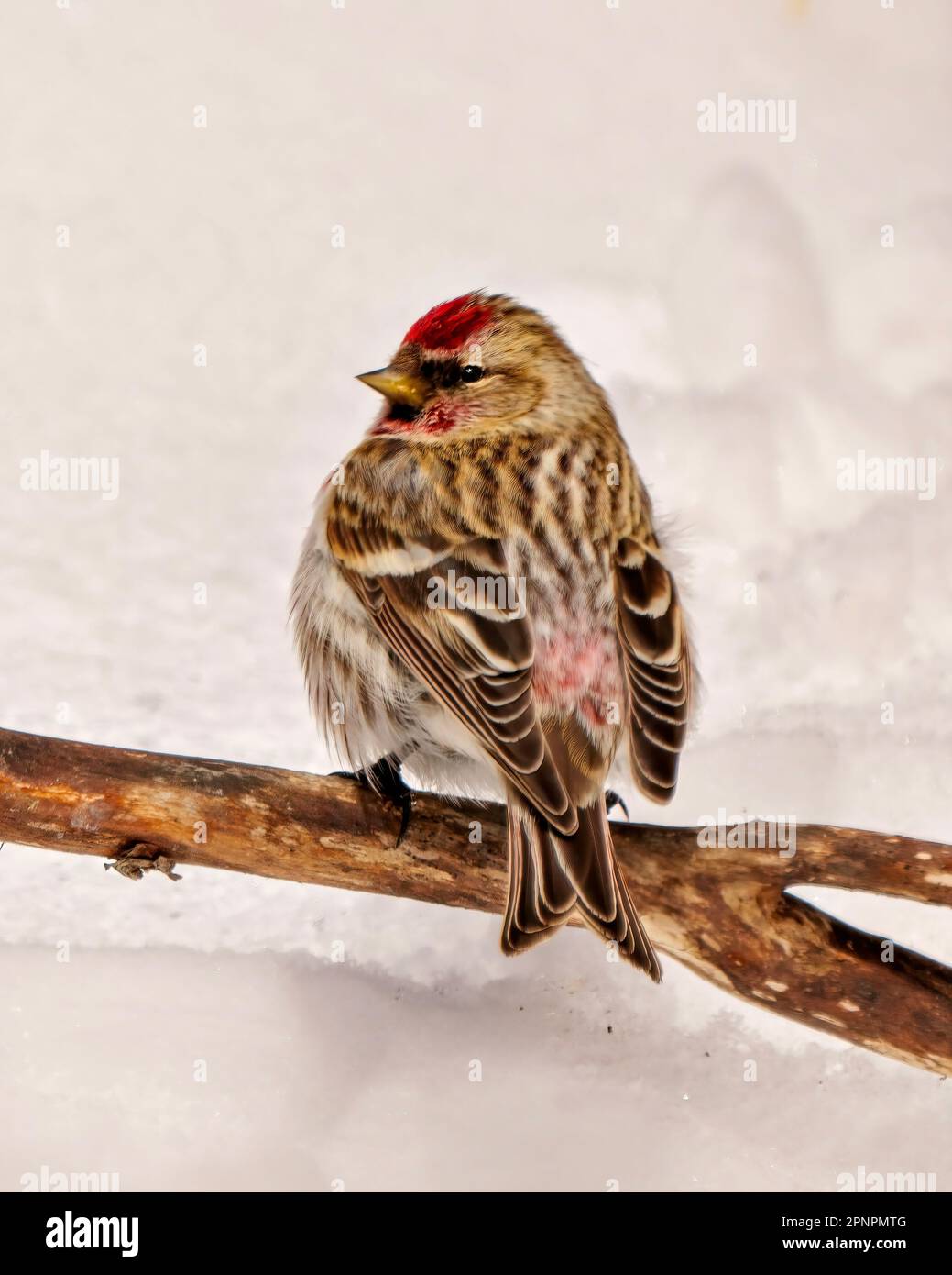 Common Red poll close-up profile rear view in the winter season perched ...