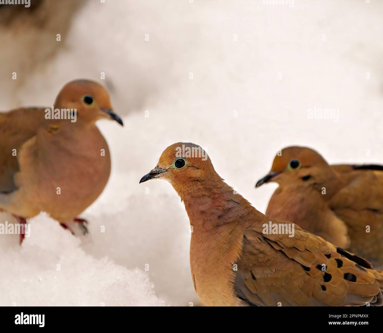 Three Mourning Dove close-up view standing on snow with a white ...