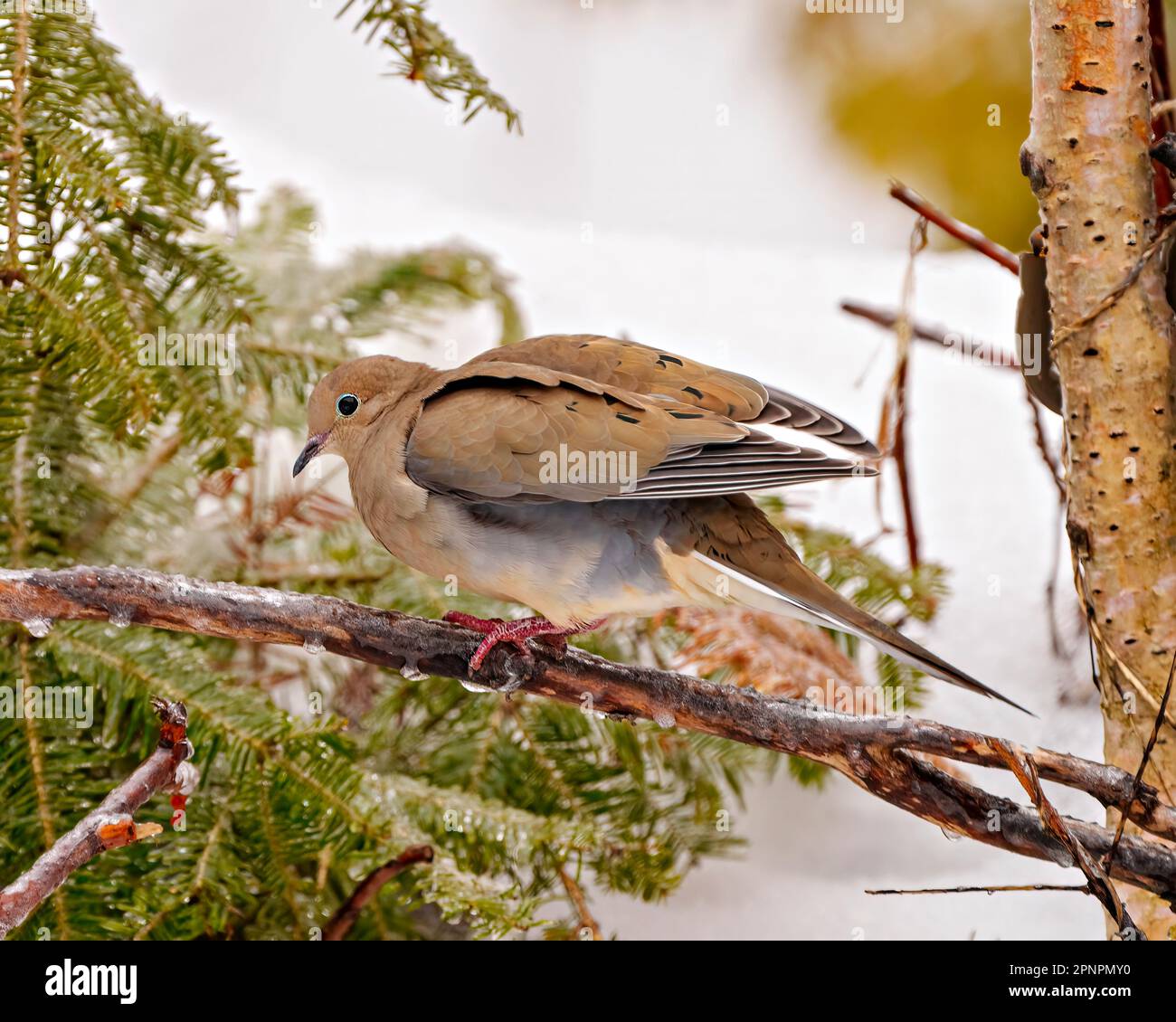 Mourning Dove close-up side view perched on a cedar tree branch with a ...