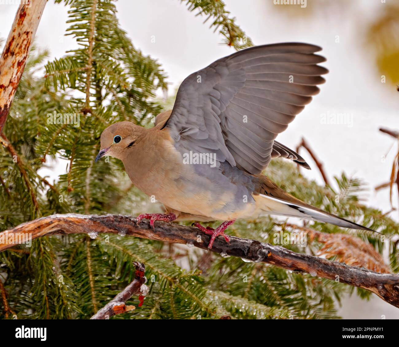 Mourning Dove close-up side view perched on a cedar tree branch with a ...