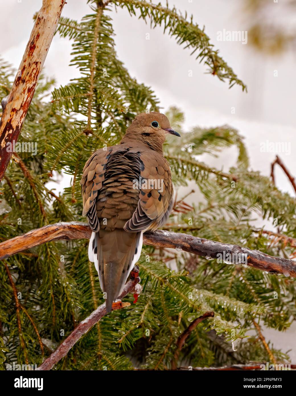 Mourning Dove close-up rear view perched on a cedar tree branch with a ...