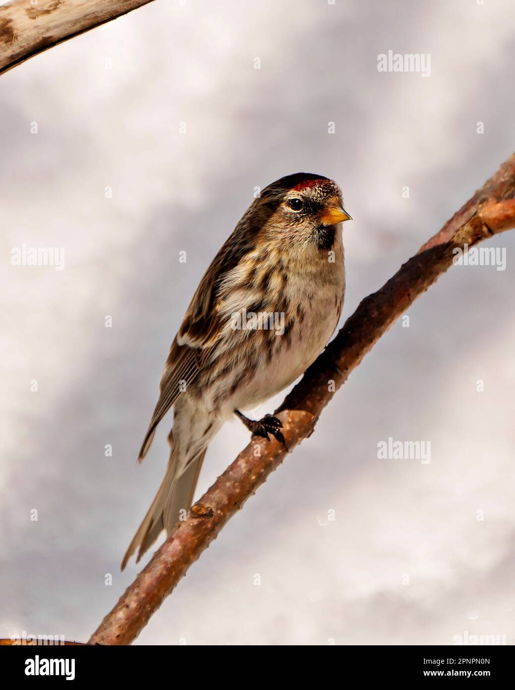 Red poll close-up profile view, perched on a branch with white ...