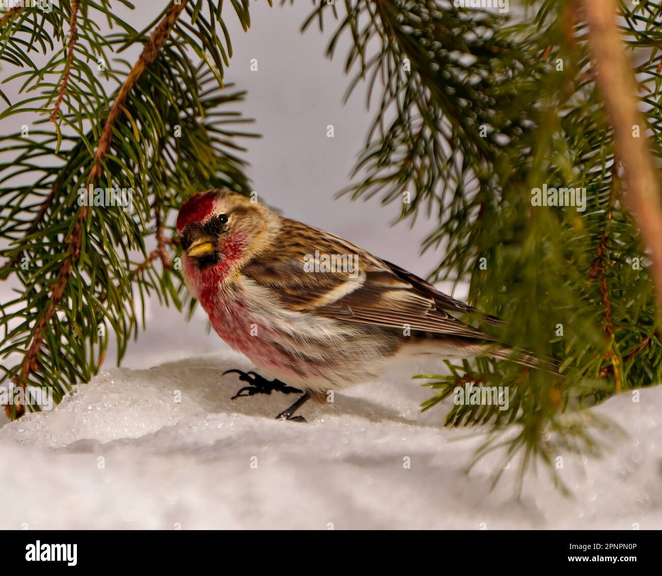 Red poll close-up side view, standing on snow with cedar branches in ...