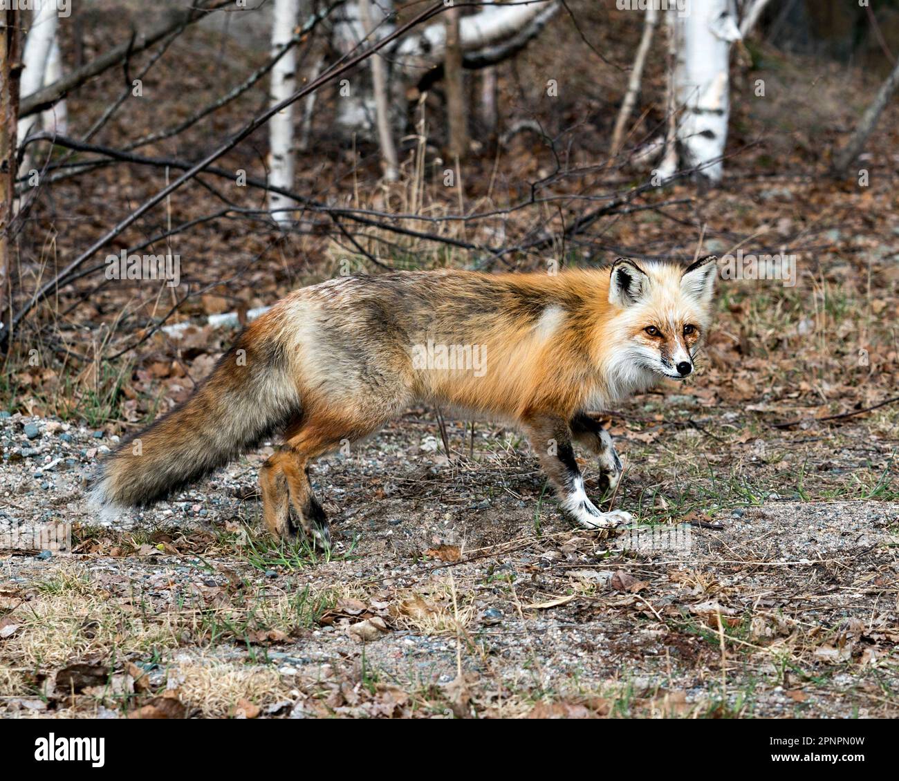 Red fox close-up side view in the springtime displaying fox tail, fur ...