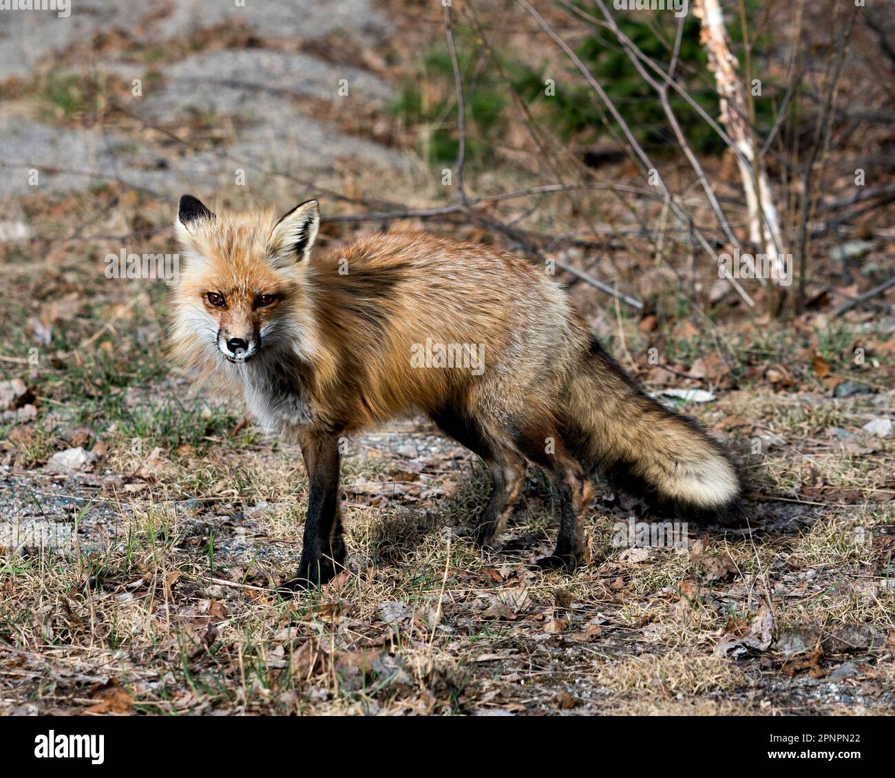 Red fox close-up profile in the springtime with blur background ...