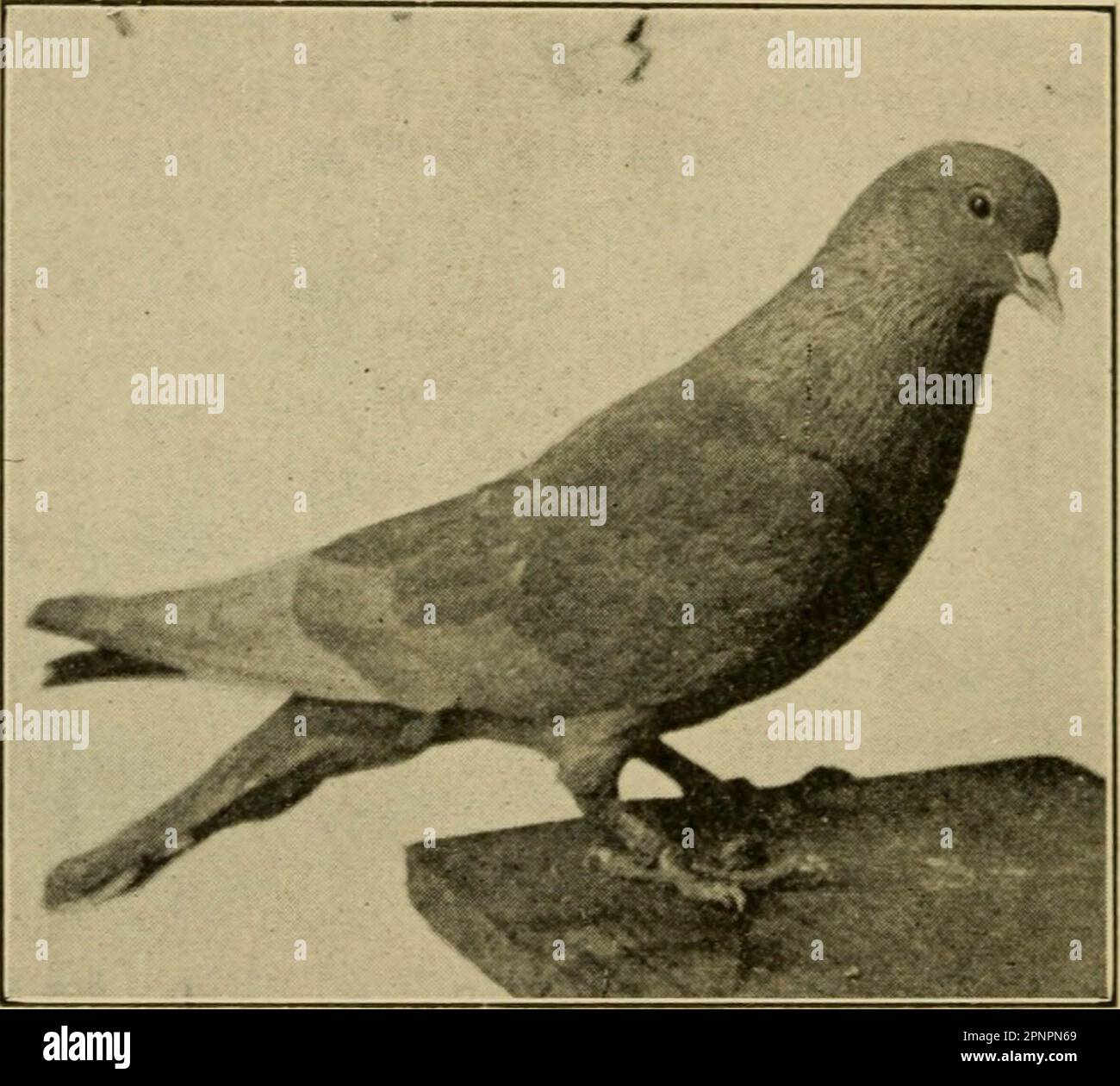 "American squab culture; a practical work on squab culture covering ...