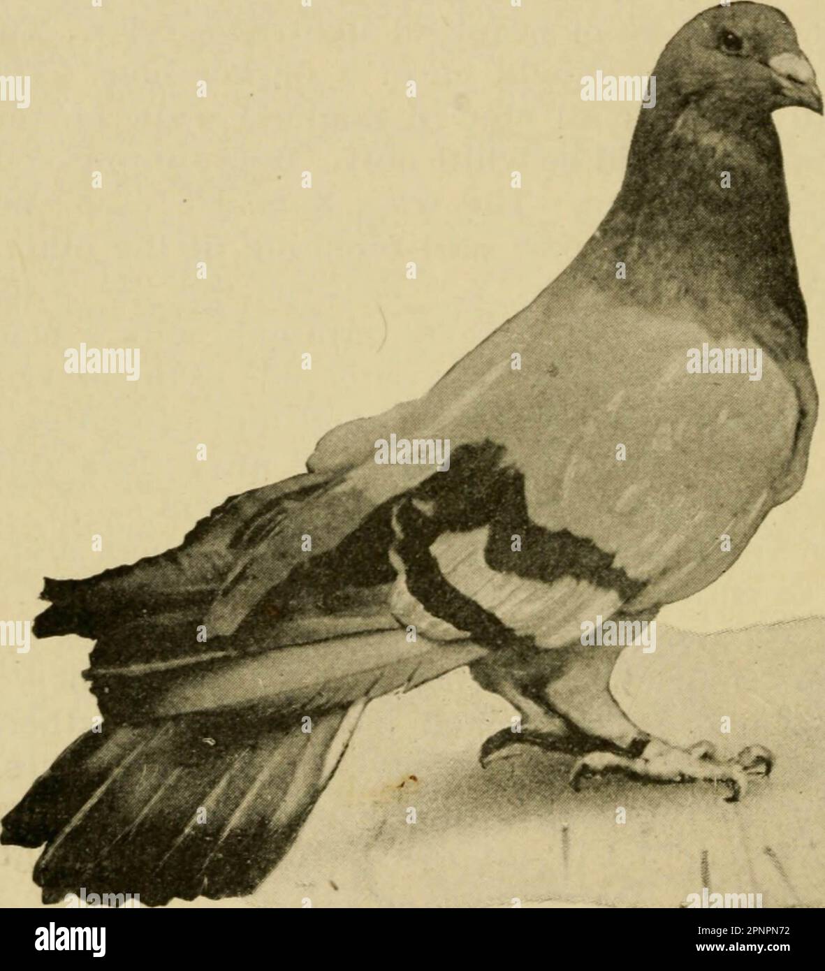 "American squab culture; a practical work on squab culture covering ...