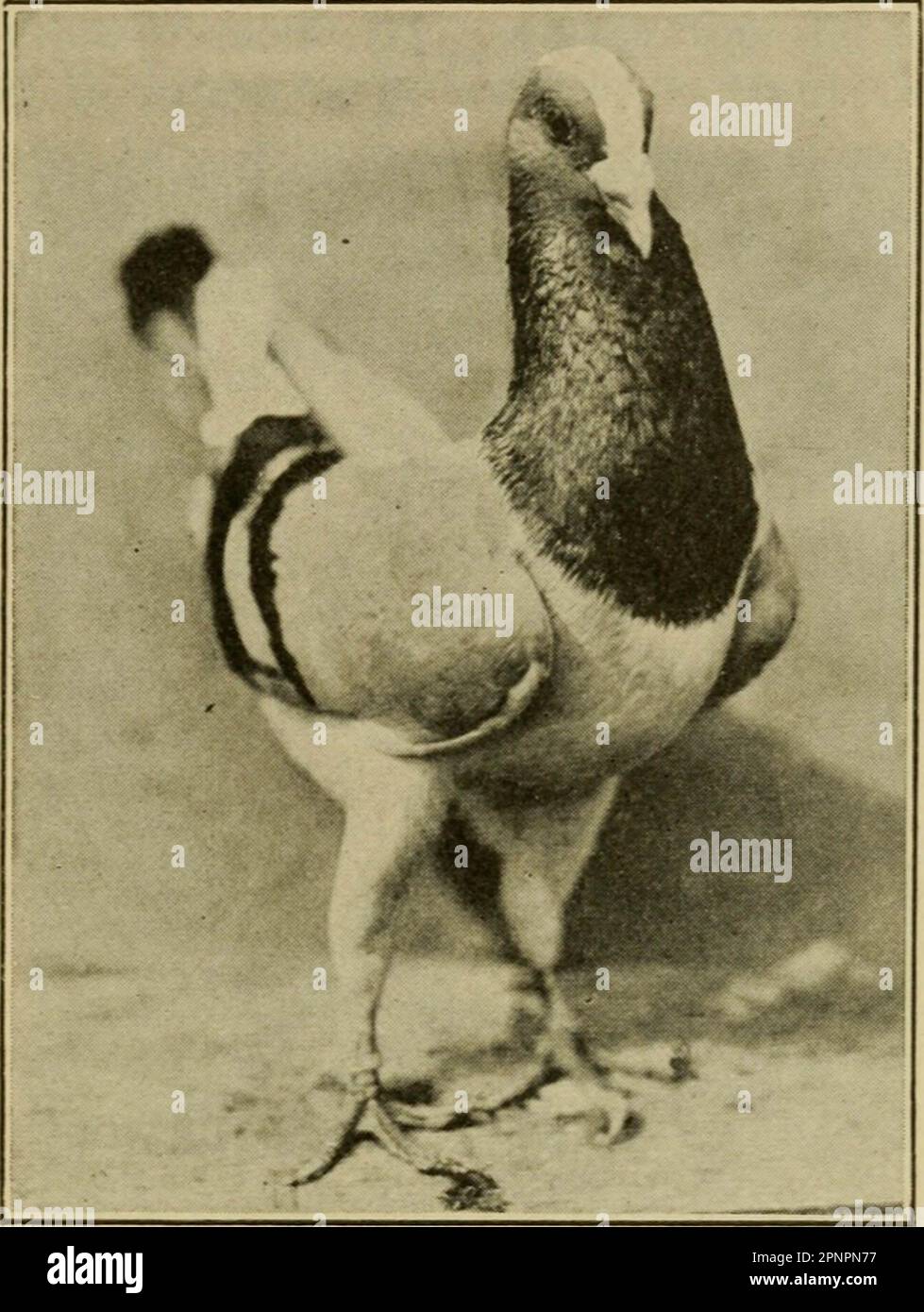 "American squab culture; a practical work on squab culture covering ...