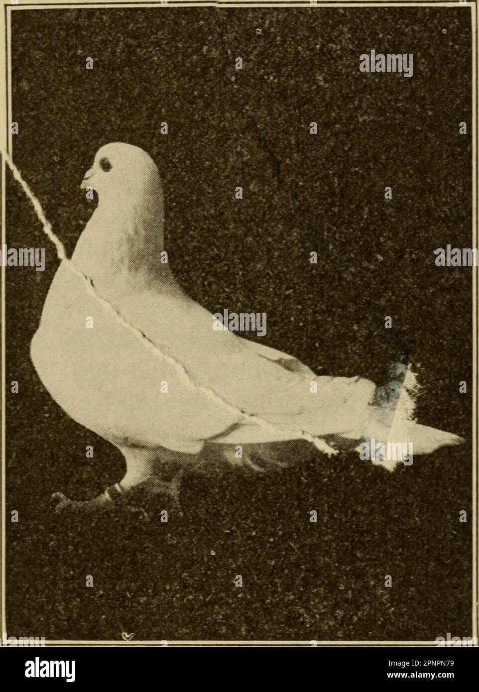 "American squab culture; a practical work on squab culture covering ...