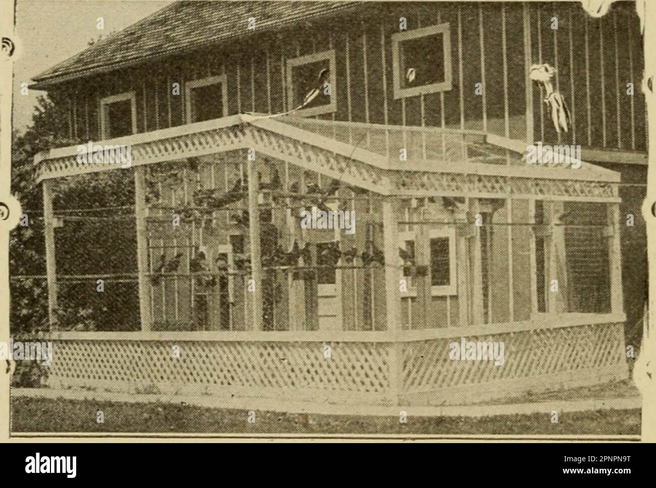 "American squab culture; a practical work on squab culture covering ...