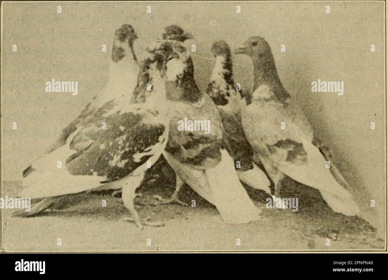 "American squab culture; a practical work on squab culture covering ...