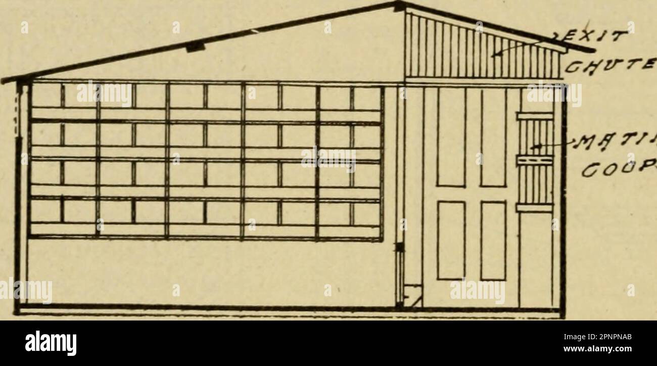 "American squab culture; a practical work on squab culture covering ...
