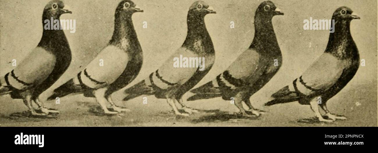 "American squab culture; a practical work on squab culture covering ...