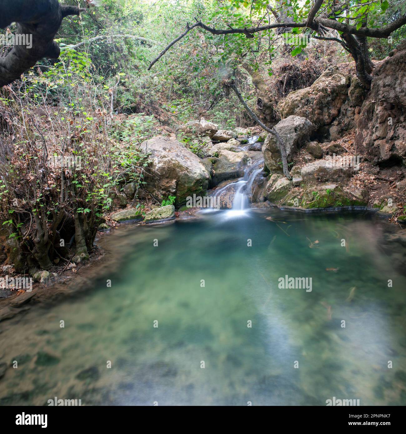 A mountain stream flows among large rocks and thickets and flows into a ...