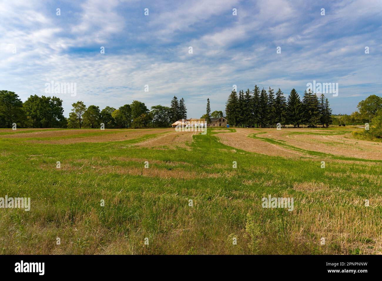 On the edge of a large field, under a protective forest belt, a new ...