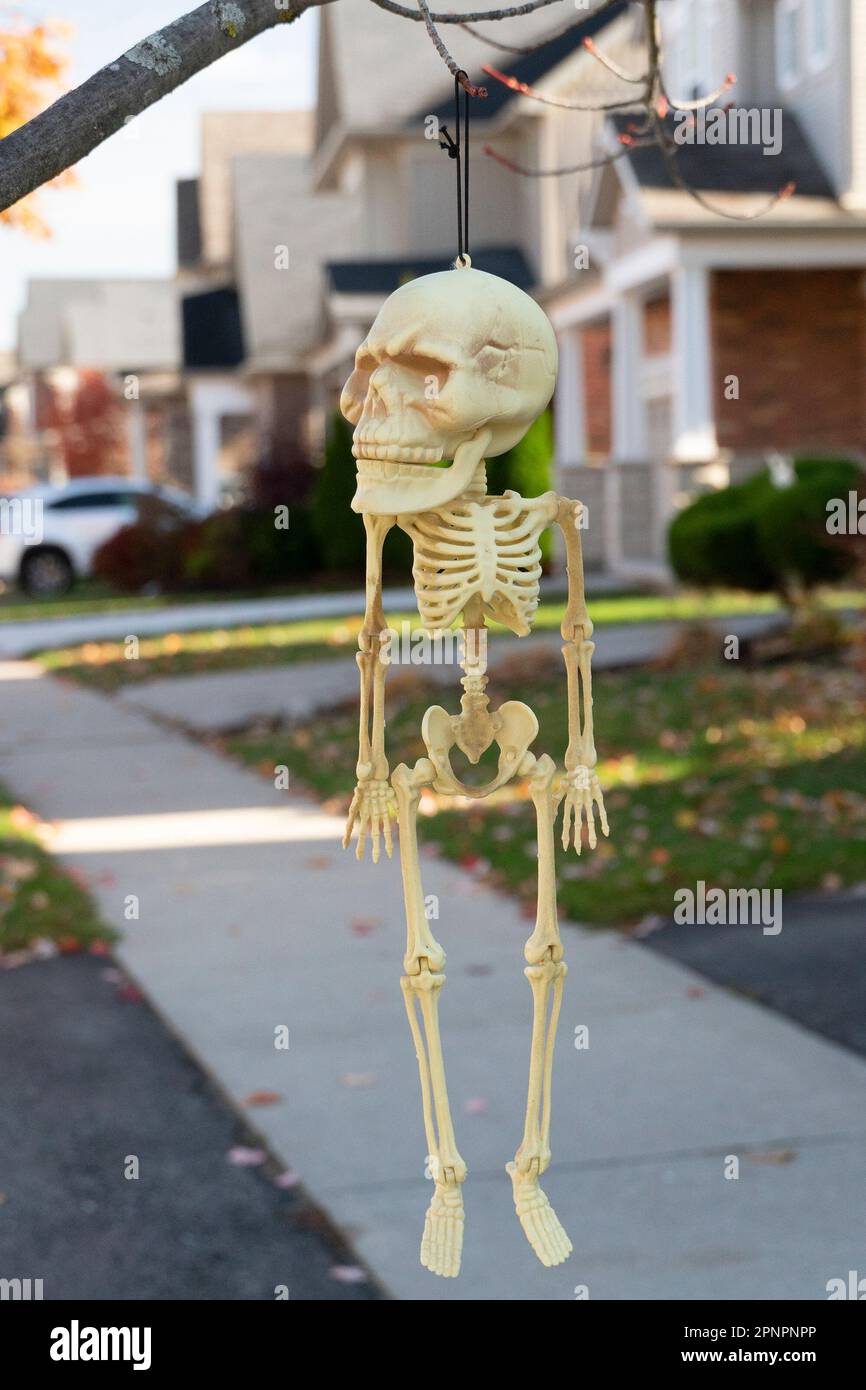Plastic skeleton hanging on a tree branch in front of a halloween house ...