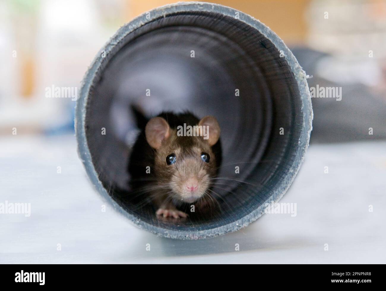 A close-up of an adorable rat peeking out from inside of a tube ...