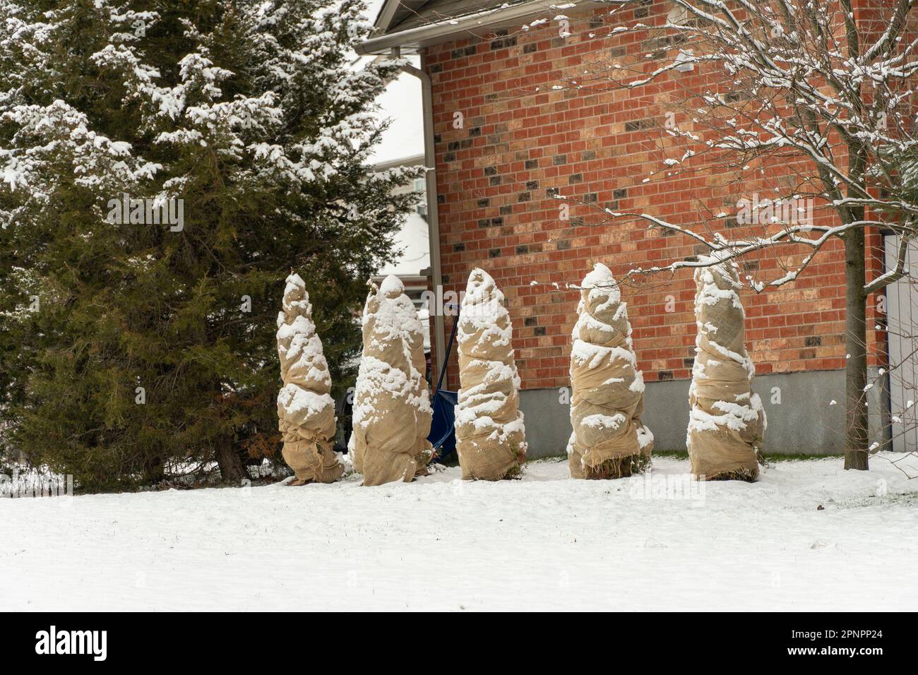 Young cypress trees sheltered from ice and snow for the winter Stock ...