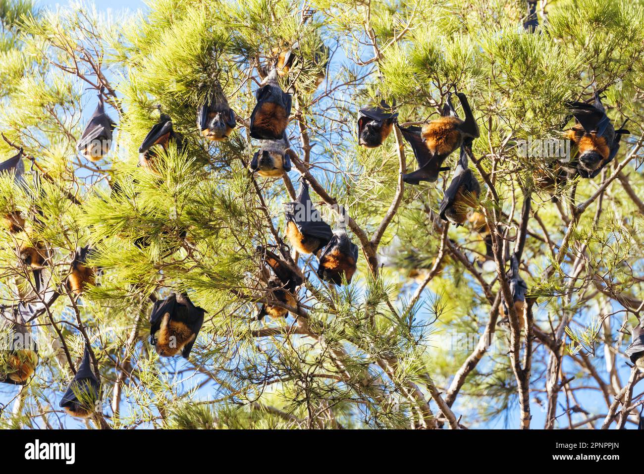 Flying Fox in Australia Stock Photo - Alamy