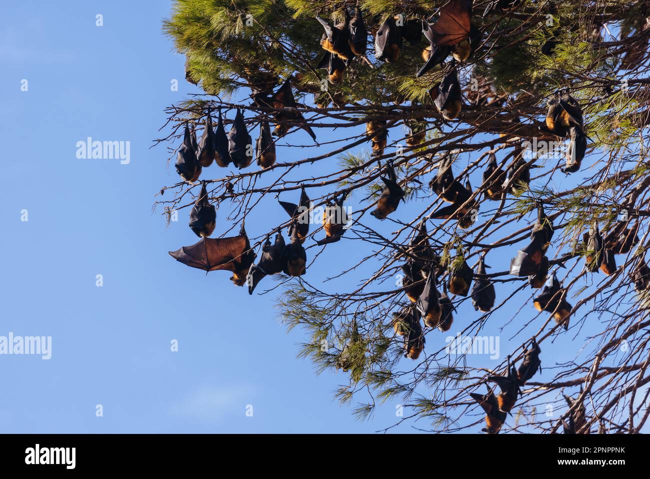 Flying Fox in Australia Stock Photo - Alamy
