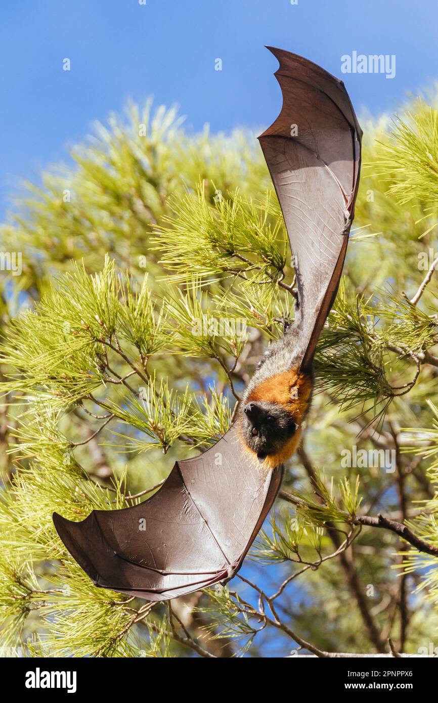 Flying Fox in Australia Stock Photo - Alamy