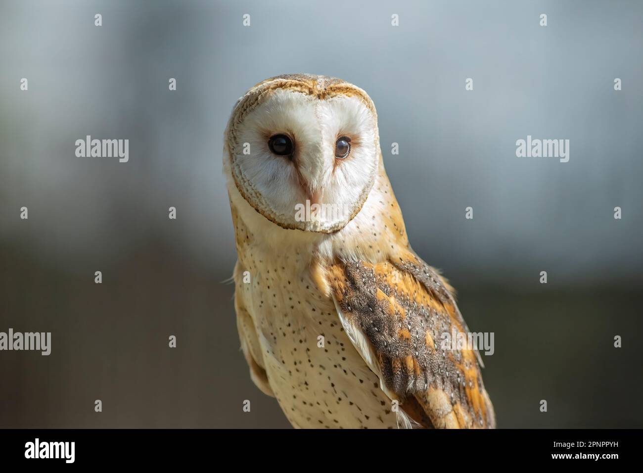 The barn owl (Tyto alba) is the most widely distributed species of owl ...