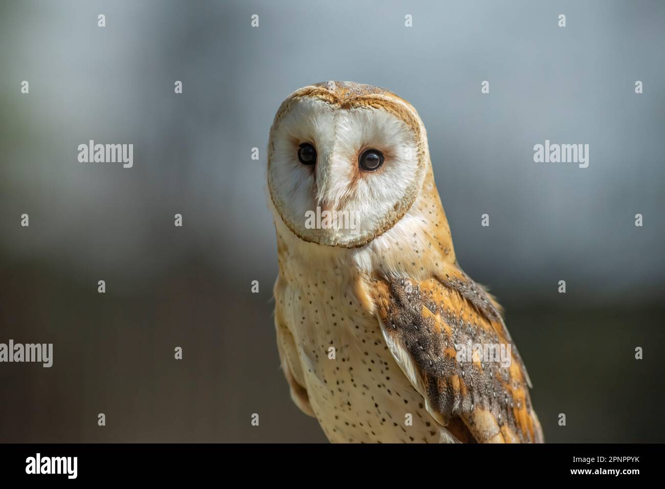 The barn owl (Tyto alba) is the most widely distributed species of owl in the world and one of ...