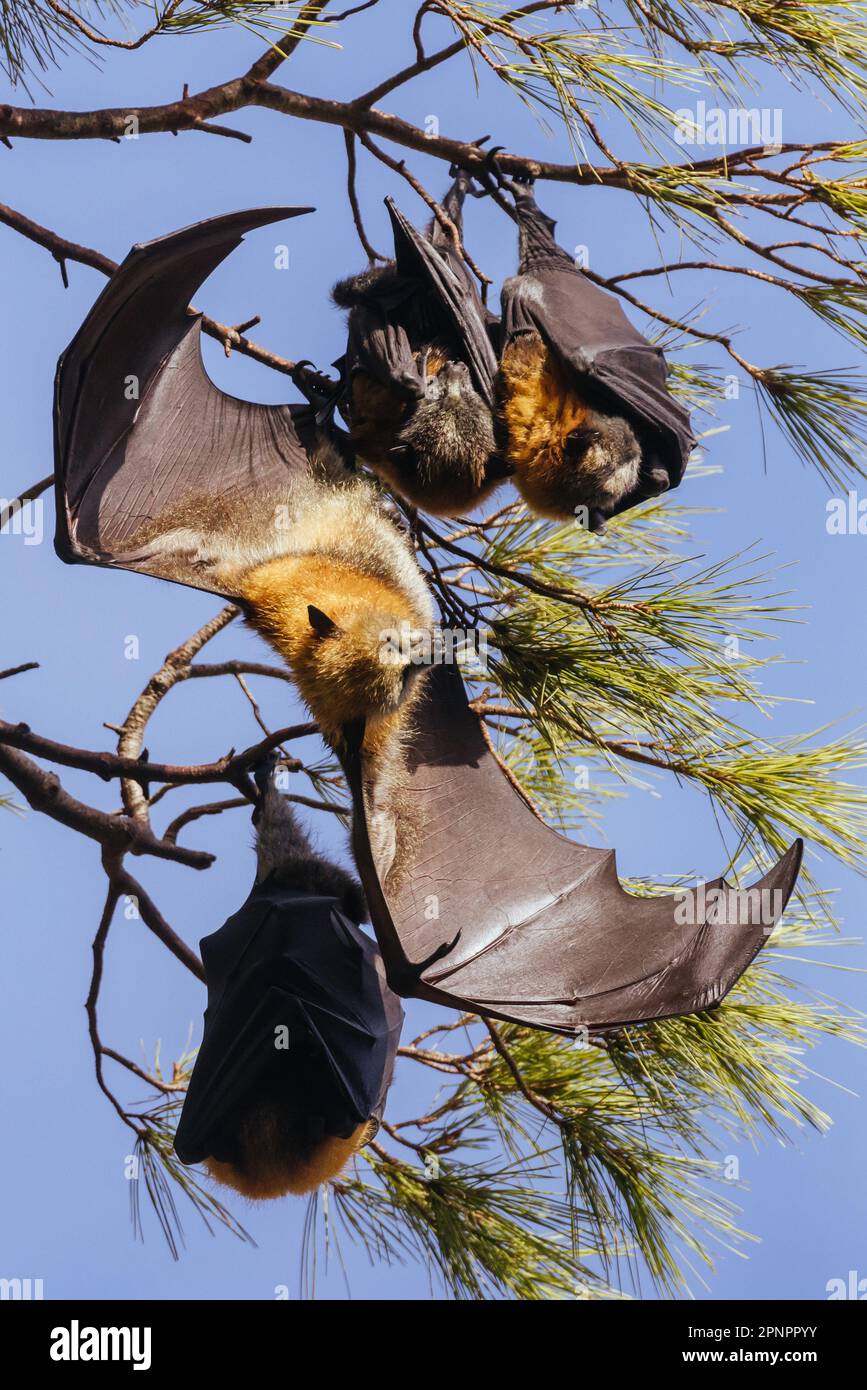Flying Fox in Australia Stock Photo - Alamy