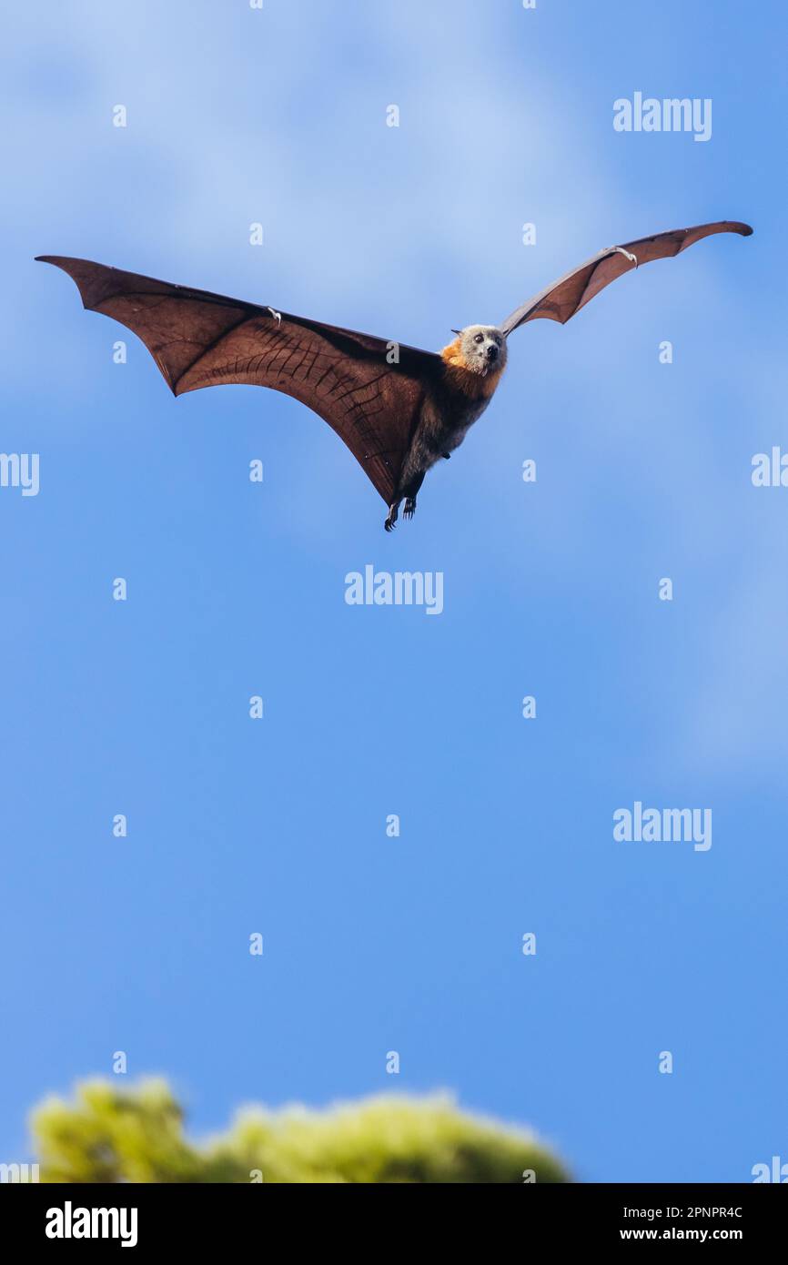 Flying Fox in Australia Stock Photo - Alamy