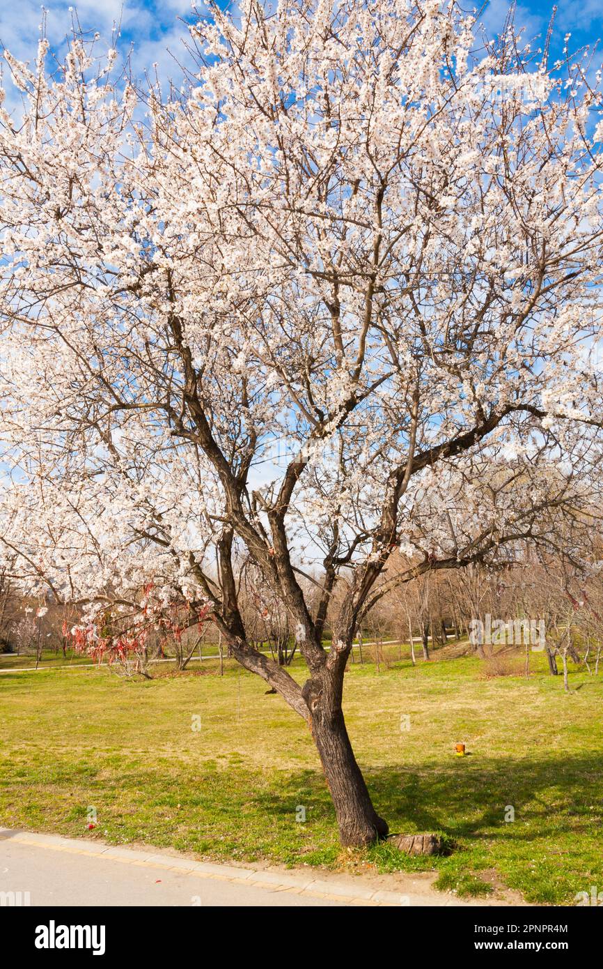 Spring tree in blossom in Seaside park in town Varna, Bulgaria Stock ...
