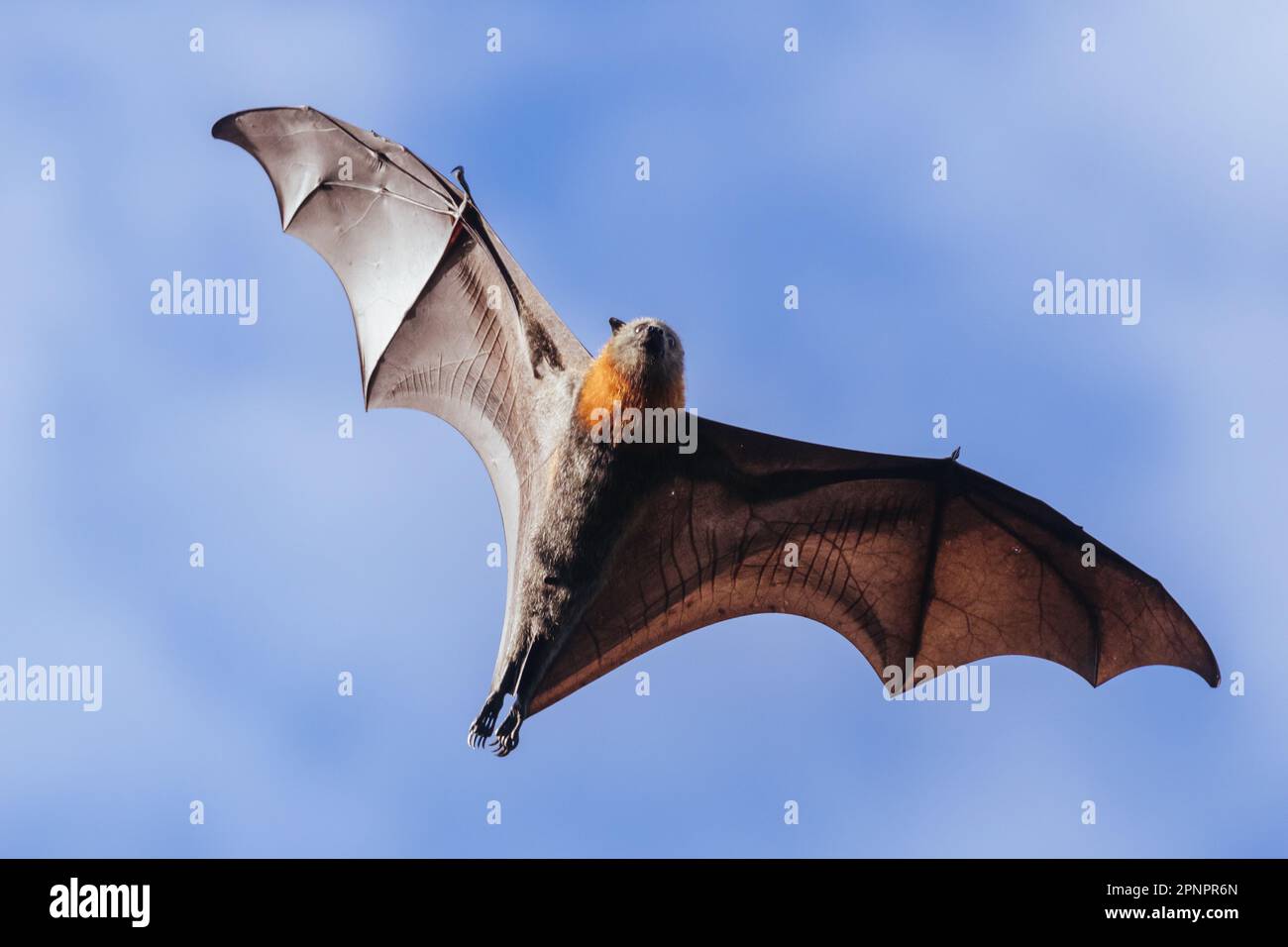 Flying Fox in Australia Stock Photo - Alamy