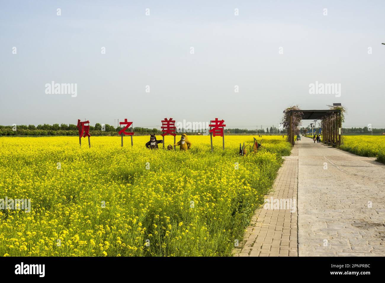 People enjoy the blooming cole flowers in Zhangqiu District, Jinan City ...