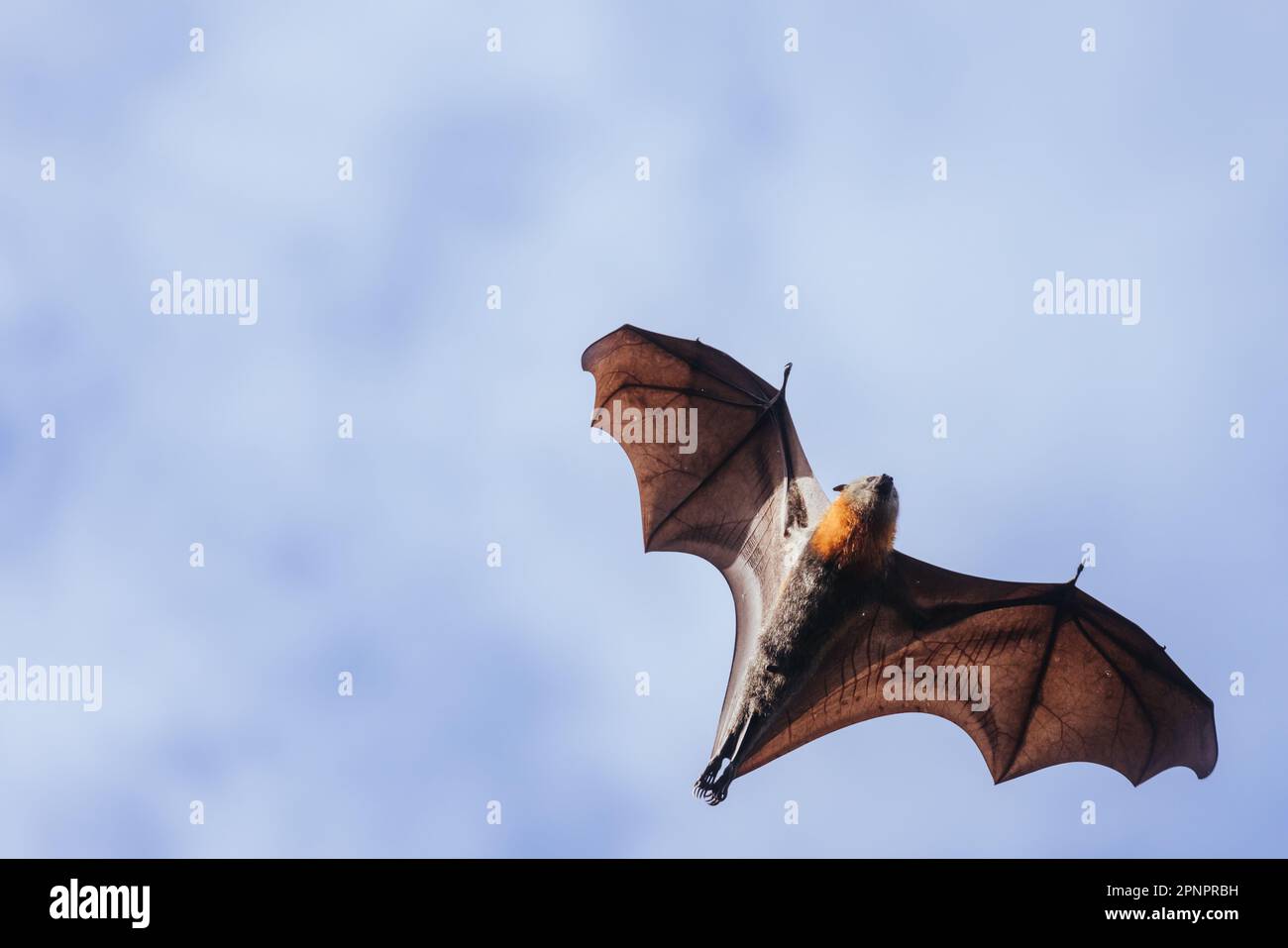 Flying Fox in Australia Stock Photo - Alamy