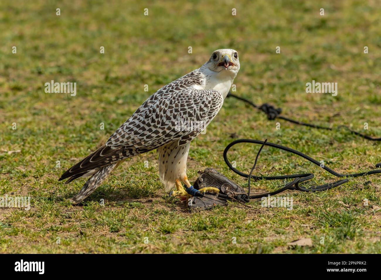 The gyrfalcon (Falco rusticolus), the largest of the falcon species, is ...