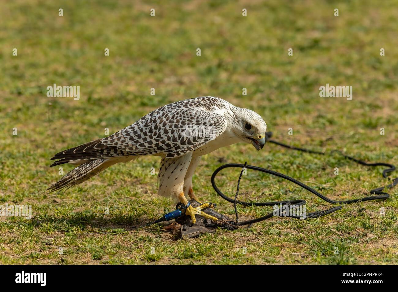 The gyrfalcon (Falco rusticolus), the largest of the falcon species, is ...