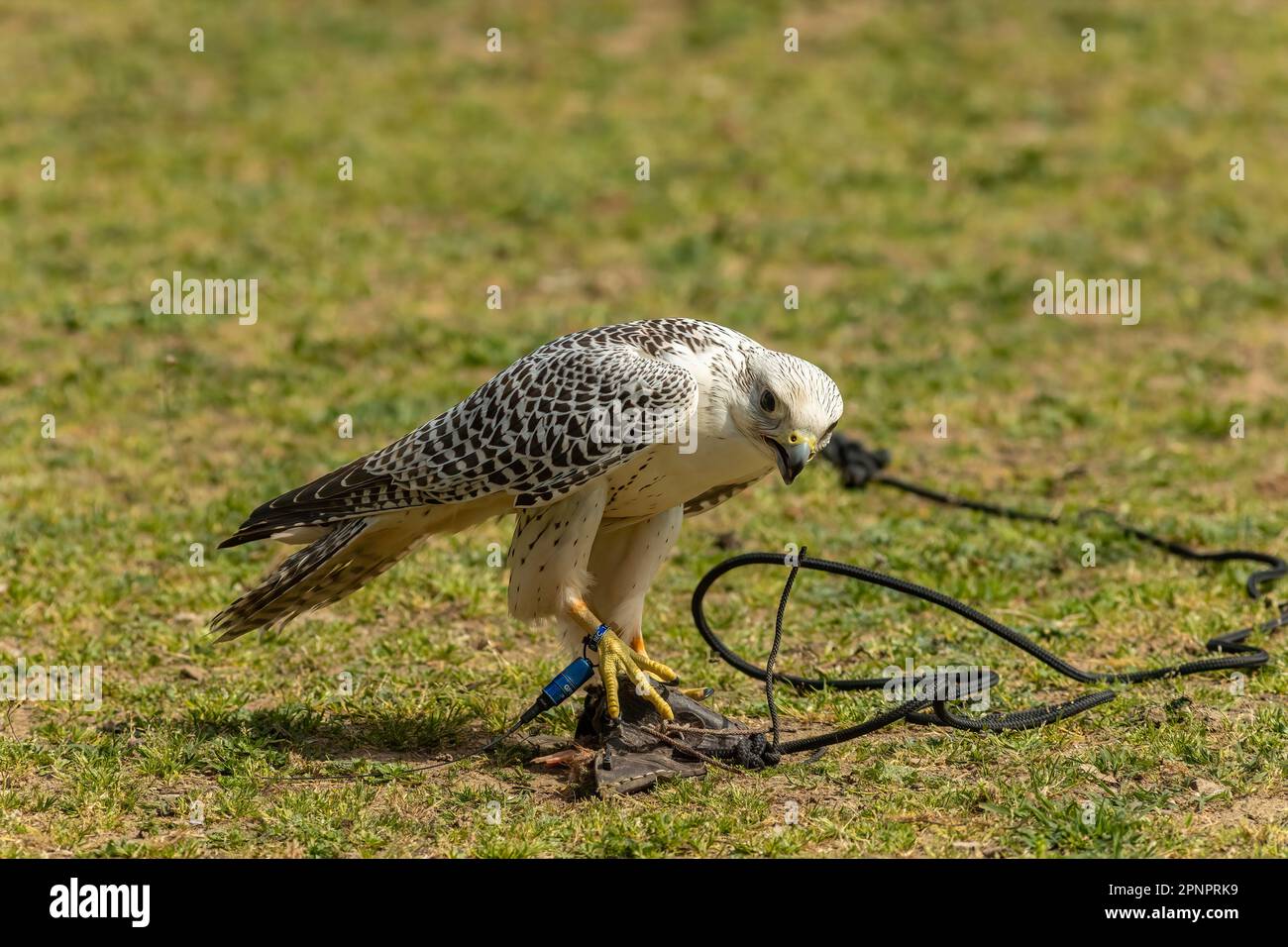 Largest of falcon species hi-res stock photography and images - Alamy