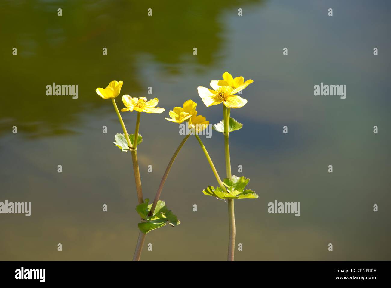 Bright yellow spring flowers of Marsh marigold (Caltha Palustris ...