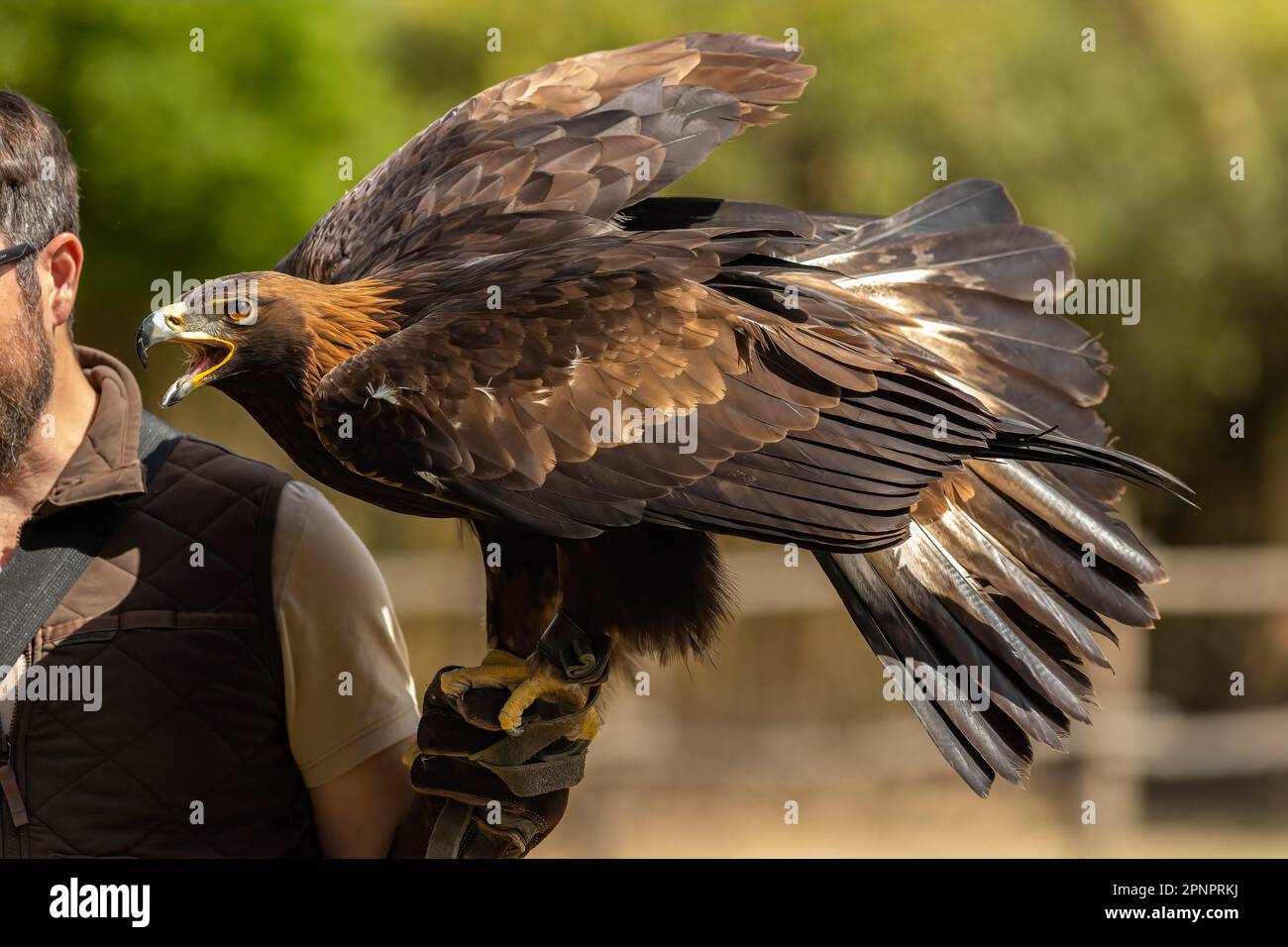 The golden eagle (Aquila chrysaetos) is a bird of prey living in the ...